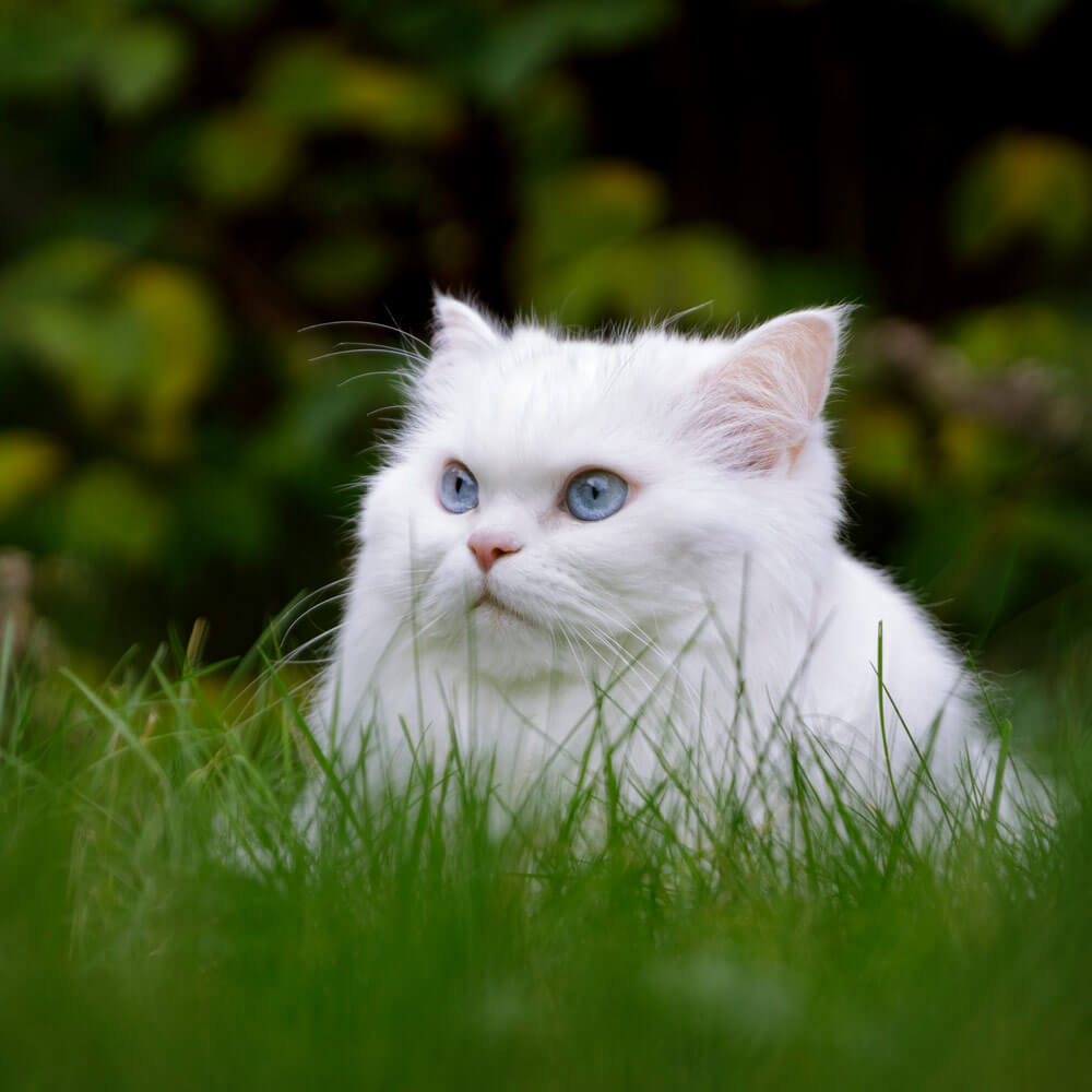 Pet Photo Shoots - Stourbridge Dog Portrait Photography