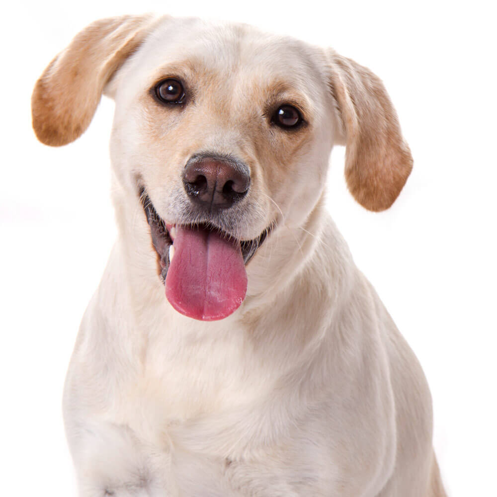 Pet Photo Shoots - Stourbridge Dog Portrait Photography